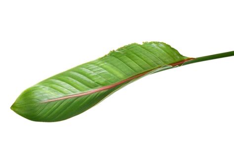 Strelitzia Reginae 잎 낙원의 새 잎 흰색 배경에 고립 프리미엄 사진