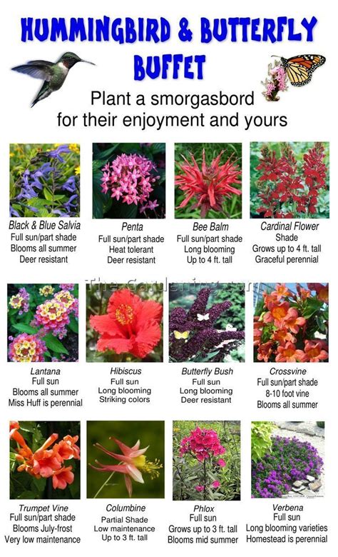 Hummingbird Garden Design