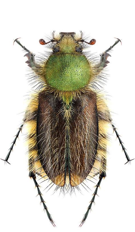 Pygopleurus Vulpes Beetle Insect