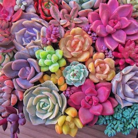 Cactus And Succulent Photo