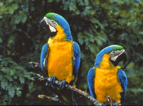 Adventure Classroom Pantanal