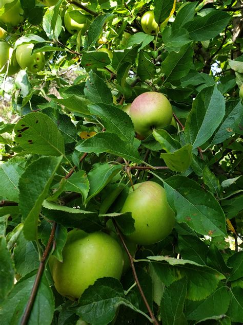 Help Identifying Apple Tree R Appletrees