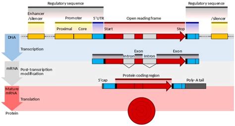What Is The Difference Between Coding And Noncoding Dna Pediaa Com
