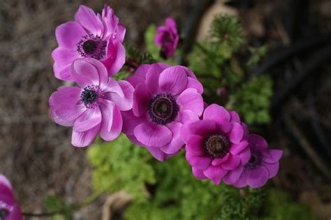 Anemone Coronaria Poppy Anemone Spanish Marigold Windflower North