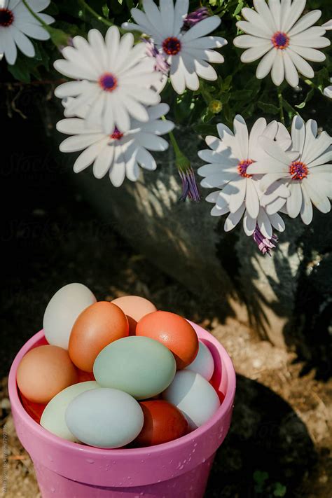 Organic Eggs By Stocksy Contributor Maite Pons Stocksy