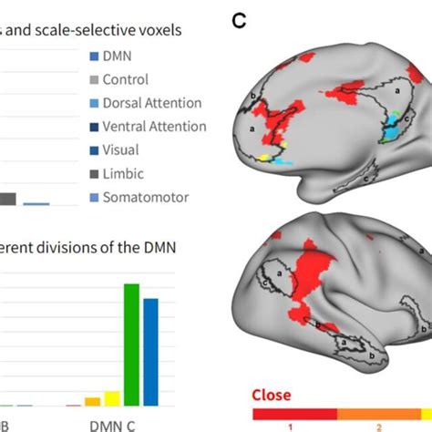 Social Scale Selectivity Of Different Cortical Networks A Overlap