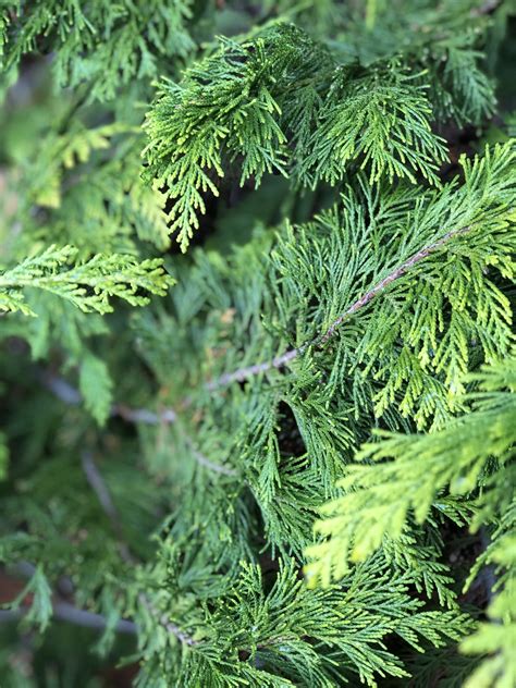 The Best Drought Tolerant Trees For Your Garden