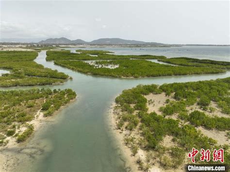 探访海南红树林：生态修复再造“海上森林” 荆楚网 湖北日报网