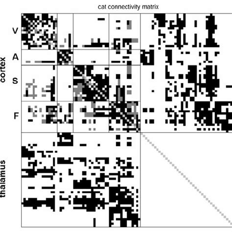connectivity matrix of cat cortex and thalamus cortical regions occupy