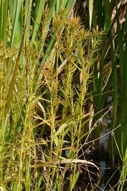 Dulichium Arundinaceum Photo Image 112577