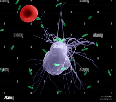 Il Macrofago Alveolare Fagocitosi Di E Coli Colorata Di Microfotografia Electron Scansione