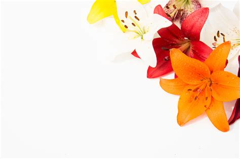 백합 꽃다발입니다 흰색 배경입니다 아름 다운 꽃입니다 0명에 대한 스톡 사진 및 기타 이미지 0명 기념일 꽃 나무