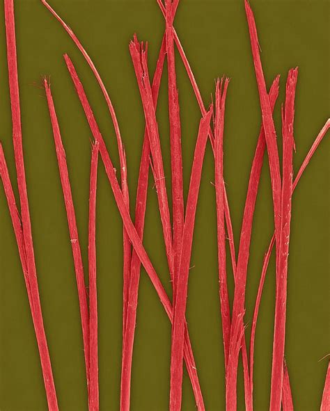 Split Ends Microscope