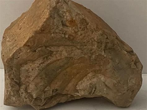 Unidentified Fossil Rfossilhunting