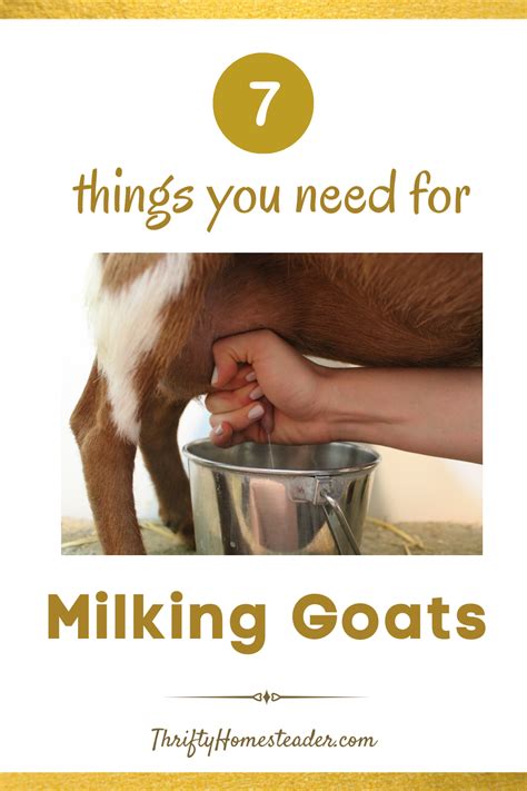 Dairy Goat Feed Recipe At Tiffany Mora Blog