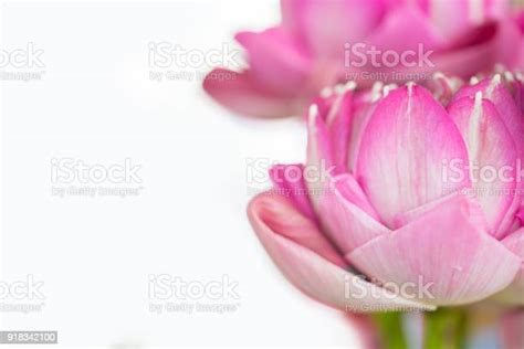 로터스 꽃과 흰색 배경 아름 다운 신선한 핑크 로터스 꽃 흰색 배경에 고립에 로터스 꽃 식물 세련 된 꽃 봄 배경 화면입니다