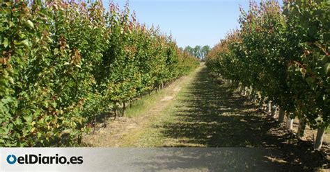 Más de 2 000 productores extremeños de frutales y frutos de cáscara