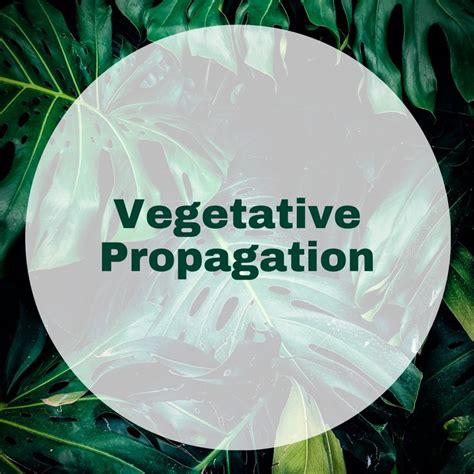 Vegetative Propagation Natural And Artifical Methods Vegetation Propagation Nature