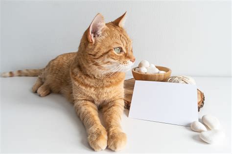 생강 고양이 소박한 엽서를 모의 흰색 테이블 배경 모형에 흰색 조약돌 수평 카드 당신의 이미지 또는 텍스트에 대한 공간이귀여운