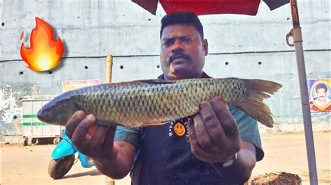 Very Very Rare Fish Cutting💥 Kasimedu Selvam Fish Cutting Ckfc