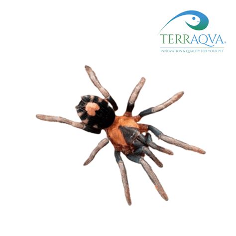 Cyriocosmus Elegans Buy Now Online Terraqua
