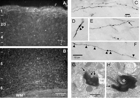 Figure 1 From Descending Projections From Extrastriate Visual Cortex Modulate Responses Of Cells