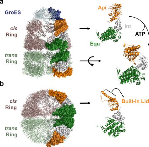 Structural Architecture Of Group I And II Chaperonins Crystallographic