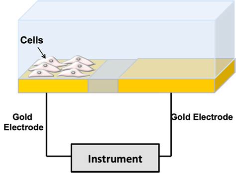 Impedance Based Method For Cell Monitoring The Cells Are Deposited Download Scientific Diagram