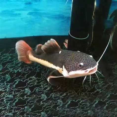 黄金招财猫鱼大型热带观赏鱼小型淡水好养活鱼清道夫鱼底层鱼配鱼 精品 招财猫【源头渔场】 10 12cm【品质保障】【图片 价格 品牌 报价】 京东