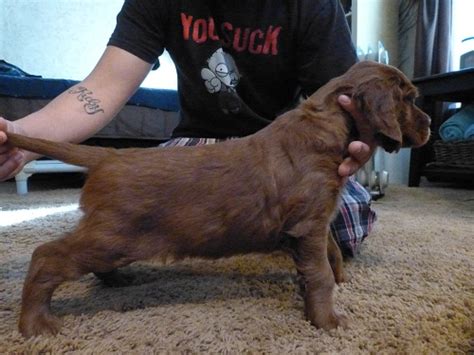 Reno Ruairi S Irish Setters