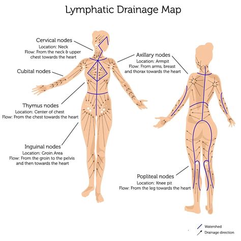 The Benefits Of Lymphatic Drainage Massage Artofit