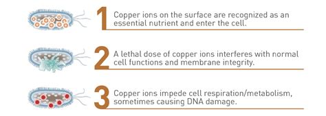 Copper Kill Bacteria1