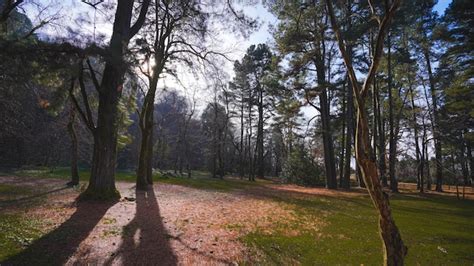 Premium Photo A View Of The Trees In The Park