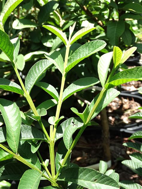 Nana Dwarf Guava Tree Psidium Guajava Urban Perennials
