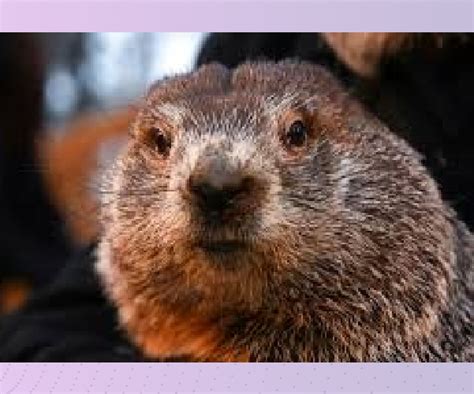 The Future Of Brand Protection Is Here Tracer Ai