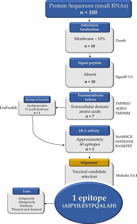 Epitope Based Vaccine Of A Brucella Abortus Putative Small Rna Target Induces Protection And