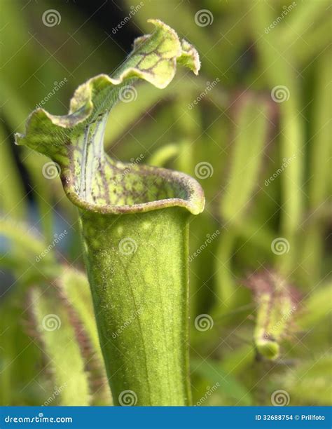 Carnivorous Plants Stock Images Image 32688754