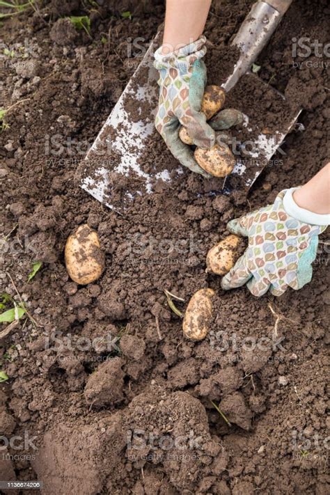 야채와 여자의 손의 근접 촬영 토양에서 현장에 삽으로 감자를 파고 가을의 하 베스트 가을에 대한 스톡 사진 및 기타 이미지 가을 갈색 건강한 생활방식 Istock