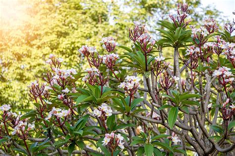 Growing Plumeria How To Care For Frangipani Gardeners Path