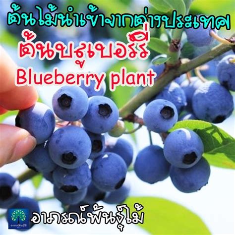 ต้นบลูเบอร์รี่ พันธุ์ที่ปลูกในเขตร้อนได้ผลดี ต้นเพาะเนื้อเยื่ออายุ 3 ปี