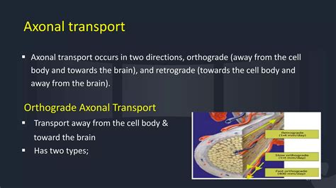Physiology Of The Visual Pathway And Cerebral Integration Ppt