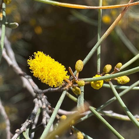 Australias Weirdest Wildest And Hard To Believe Native Plants