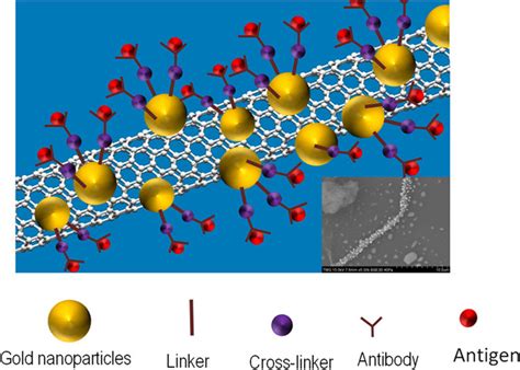 Carbon Nanotubes Locally Decorated With Gold Nanoparticle For Plasmonic