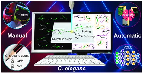 Schematic Of Deep Learning For Microfluidic Assisted C Elegans