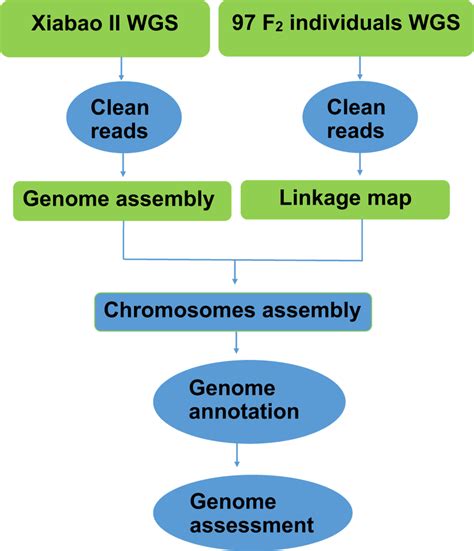 General Description Of The Assembly Workflow The Pipeline Included