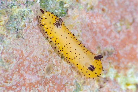 Sea Bunny