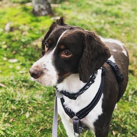 Englishcockerspanielsofinstagram Englishcockerspaniels English