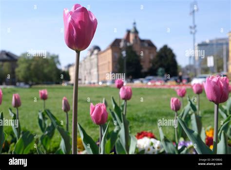 Le Parc Somptueusement Aménagé Sur La Place De La République De Croatie
