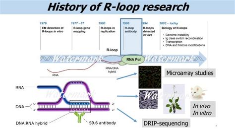 Rloopspresentationv40