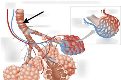 Anatomy Of The Respiratory Zone And Conducting Zone Flashcards Quizlet